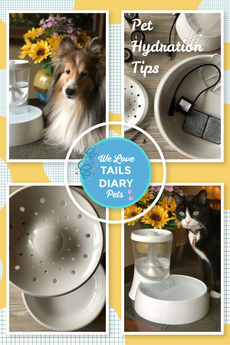 Pet Dehydration and How to Avoid it this Summer - TailsDiary.Pet
