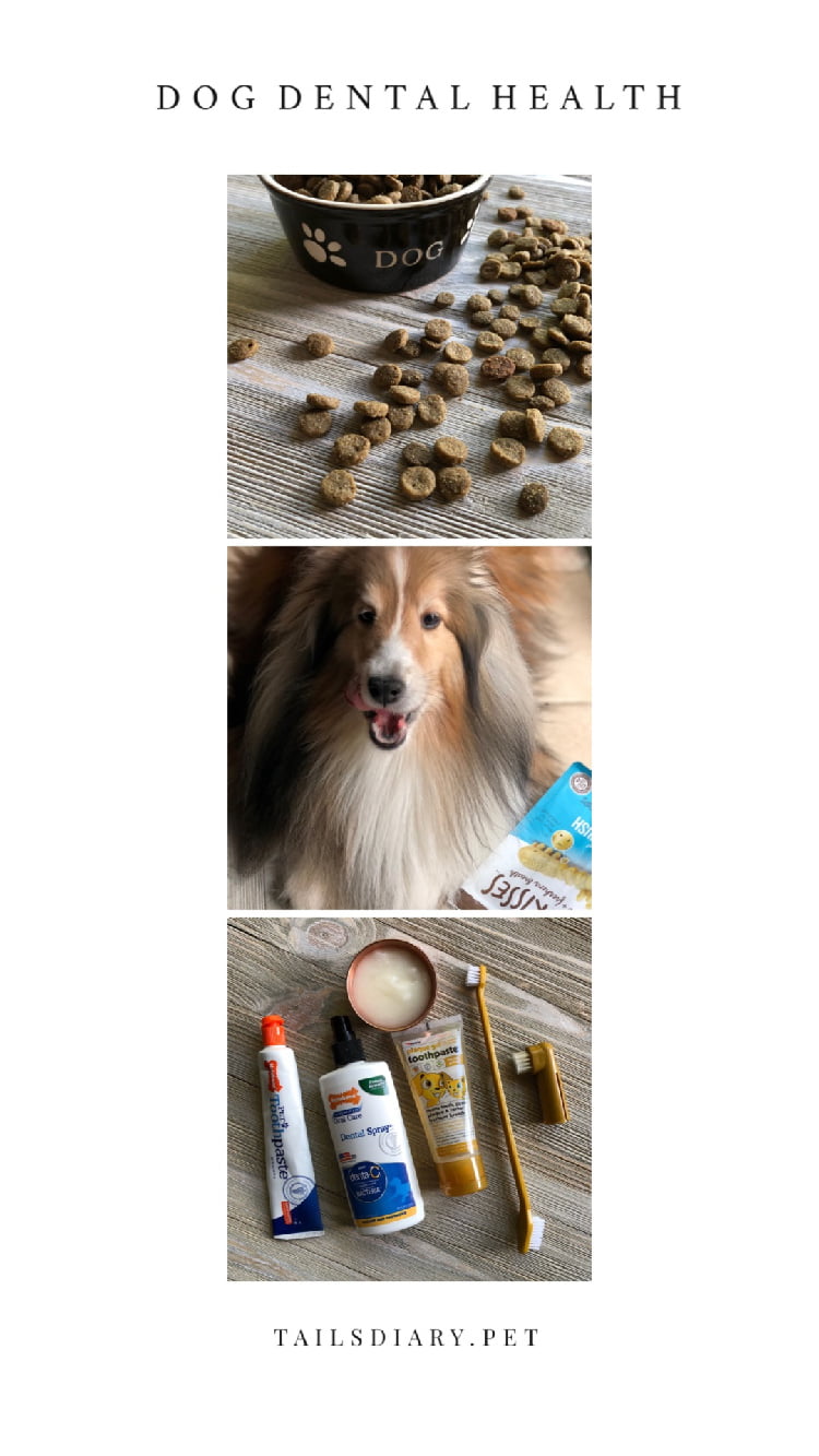 Dog Dental Health and Why It is Important - TailsDiary.Pet