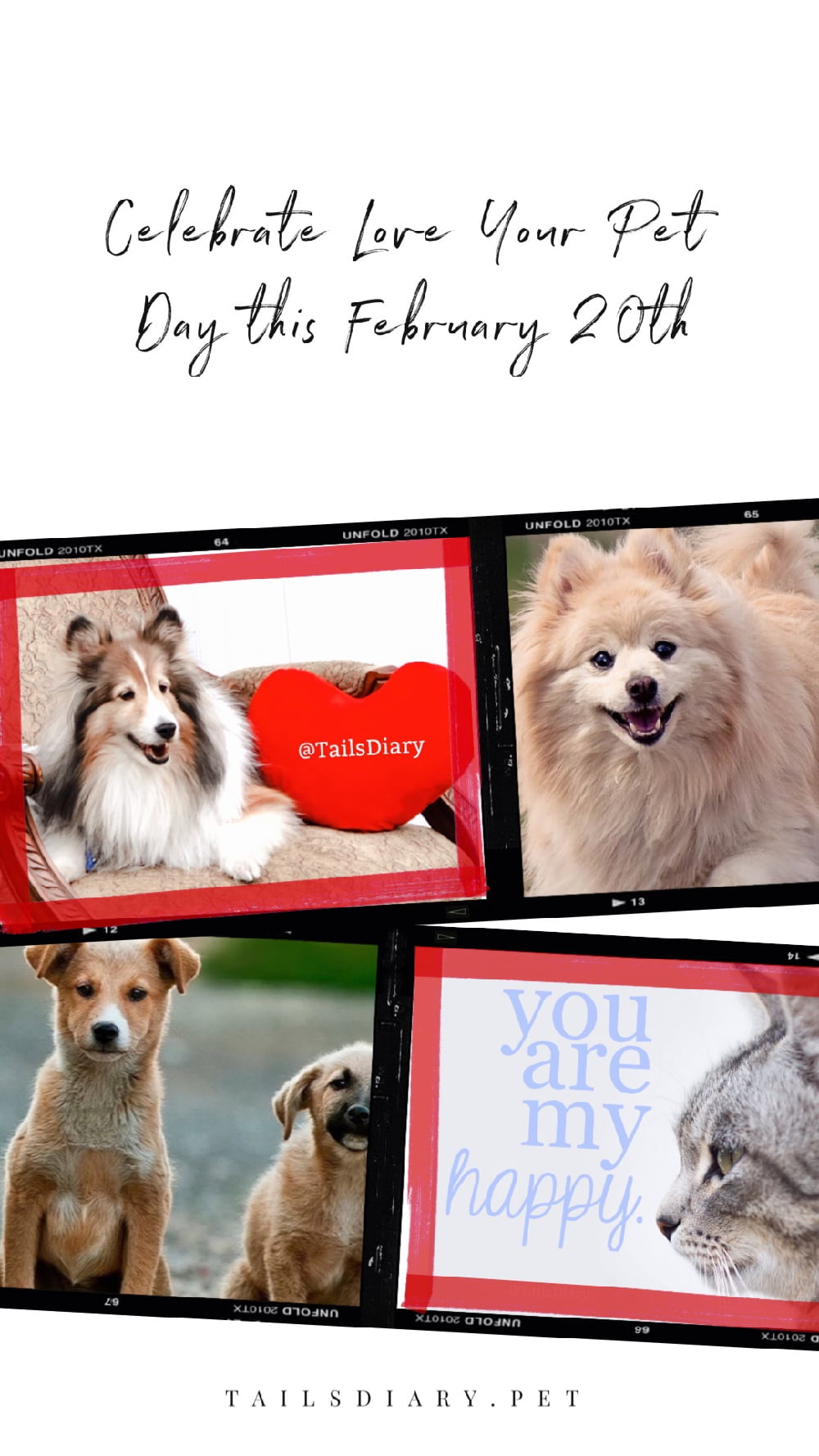 Love Your Pet Day is This February Twentieth - TailsDiary.Pet