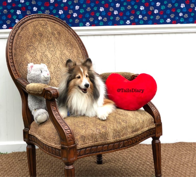 Paws in the Park Event in Orlando, Florida - TailsDiary.Pet