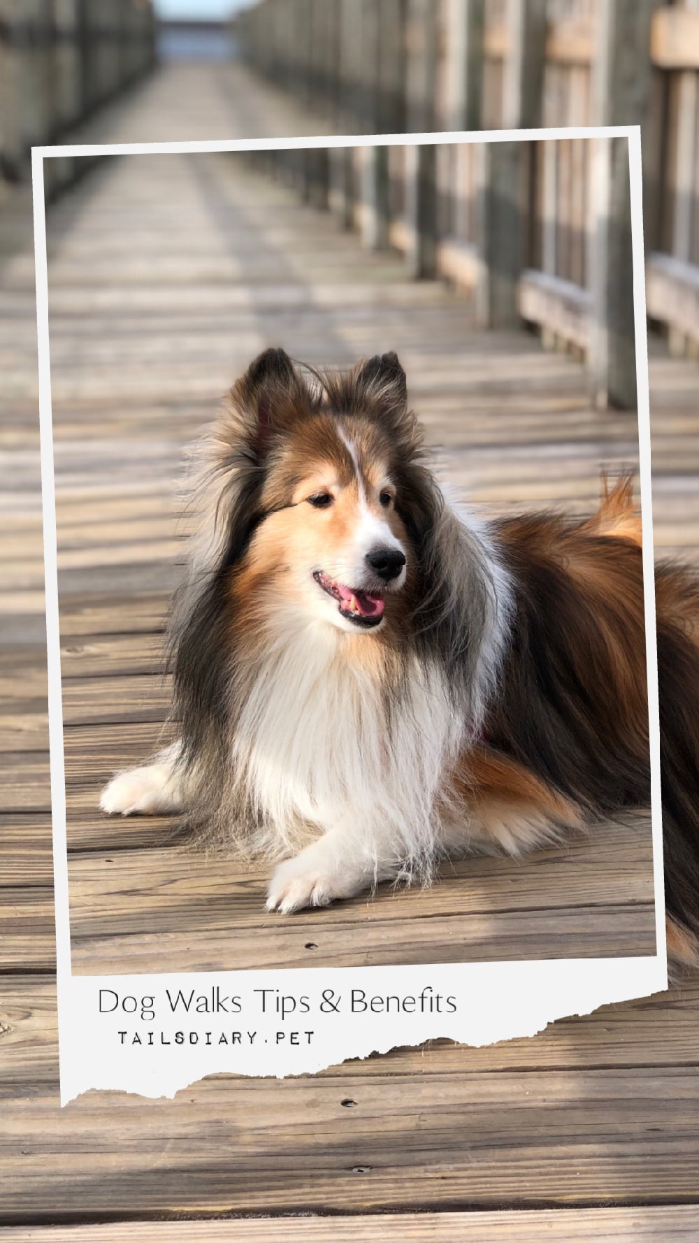 Dog Walks and why adding them to the daily routine - TailsDiary.Pet