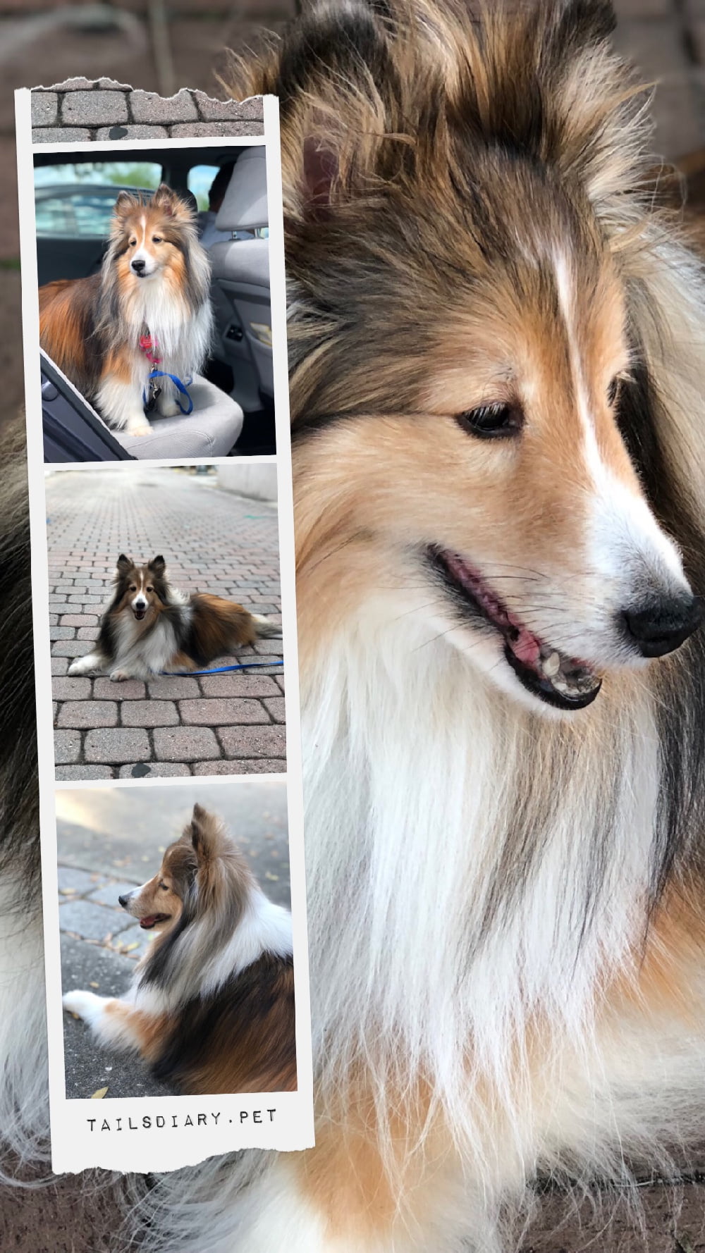 Dog Walks and why adding them to the daily routine - TailsDiary.Pet